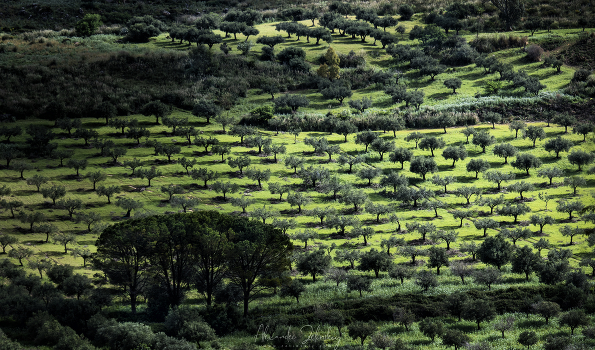 Alex Mimo / Портфолио фотографа