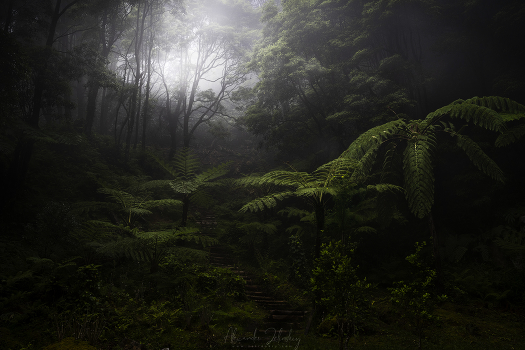 Alex Mimo / Портфолио фотографа