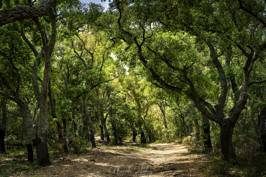 Alex Mimo / Портфолио фотографа