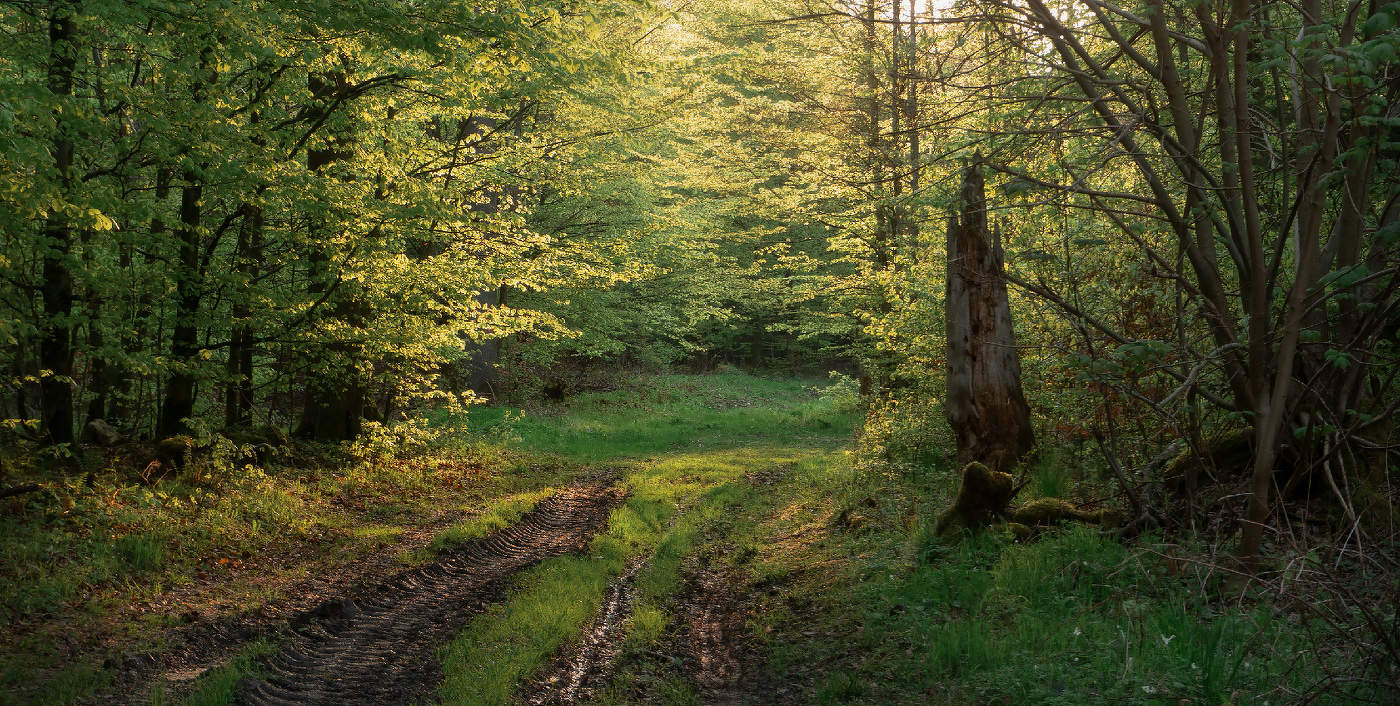 Лесной пейзаж / Лесной массив вблиз жилого района Ройтенен Вечер
